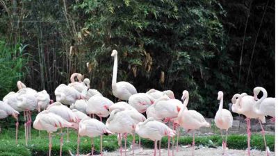 102 Spirit Animal List and Their Meanings