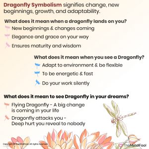 Dragonfly Meaning | Dragonfly Symbolism | Dragonfly Spiritual Meaning