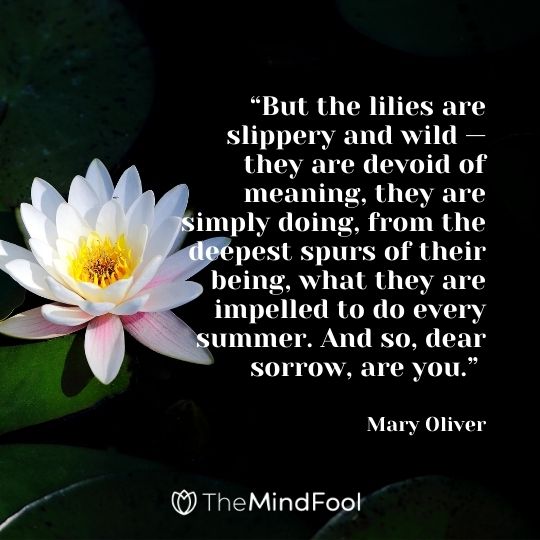 Lily Flower Meaning Lily Symbolism What Do Lilies Symbolize Calla 