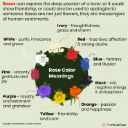 Rose Color Meanings : 17 Shades of Rose Colors | Rose Meaning