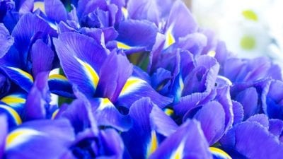 A Complete Guide to Iris Flower Meaning and Symbolism | TheMindFool