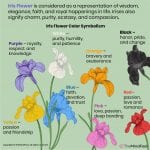 A Complete Guide to Iris Flower Meaning and Symbolism | TheMindFool