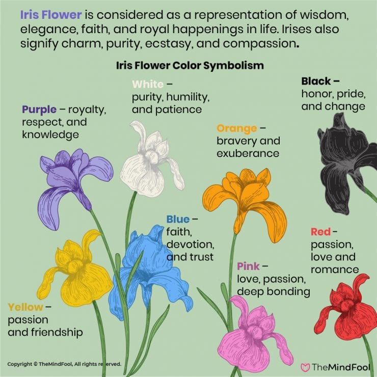 A Complete Guide To Iris Flower Meaning And Symbolism TheMindFool