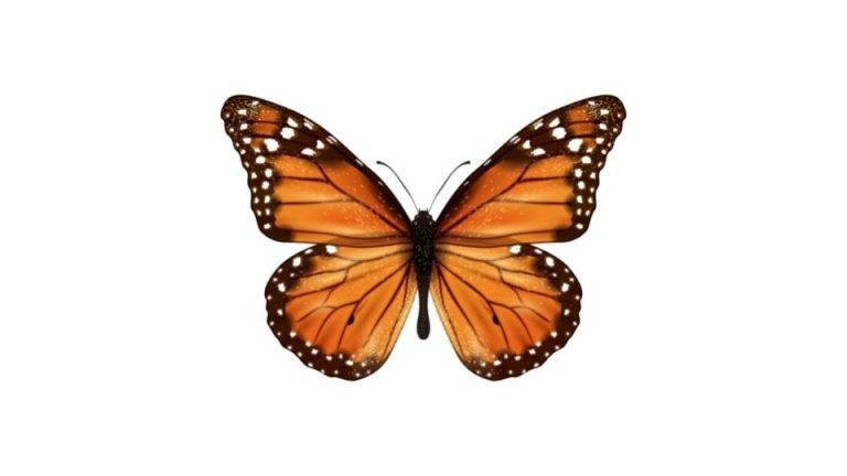 47 Hope Symbols With Meanings: The Complete Guide | Faith Symbol