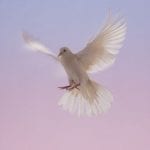 47 Hope Symbols With Meanings: The Complete Guide | Faith Symbol