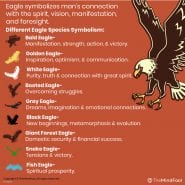 Eagle Meaning and Symbolism: A Comprehensive Guide | TheMindFool